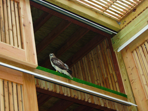 Uihlein Raptor Flight – Fellow Mortals Wildlife Hospital